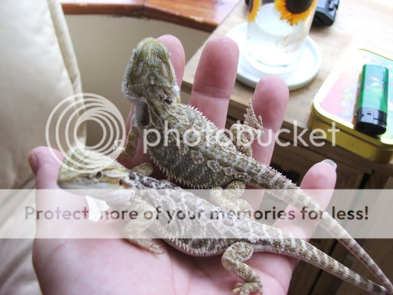 Baby beardies after a bath | Reptile Forums